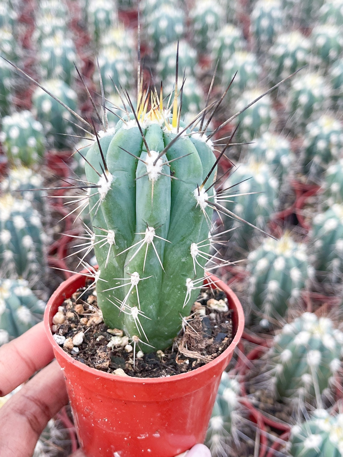 Stetsonia Coryne Toothpick Cactus Live Cactus | Etsy
