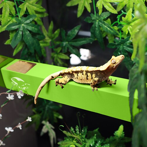 2.0 Geckopia Reptile Flex Bridge 2 Pack Frog Bridge - Etsy