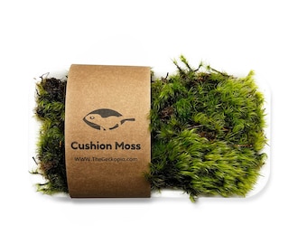 Live Clean and High Quality Planted Sheet Moss & Cushion Moss for ...