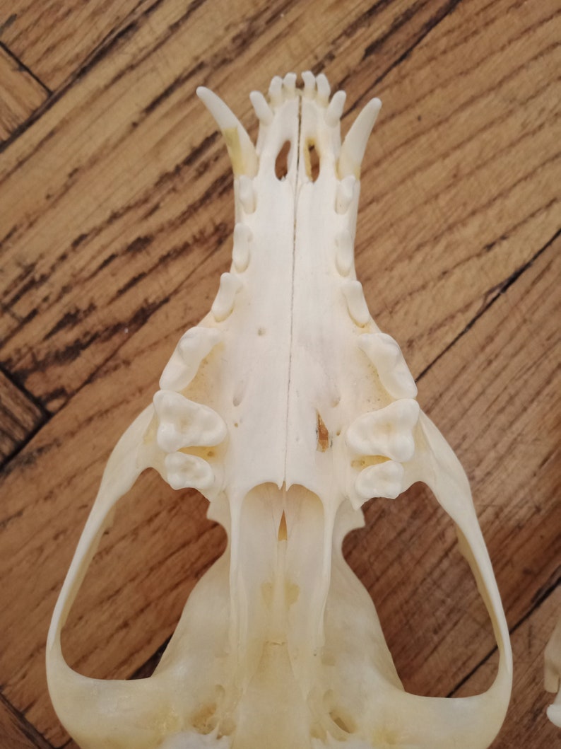 European Wild Red Fox Skull Head Home Decor Display Shamanic - Etsy