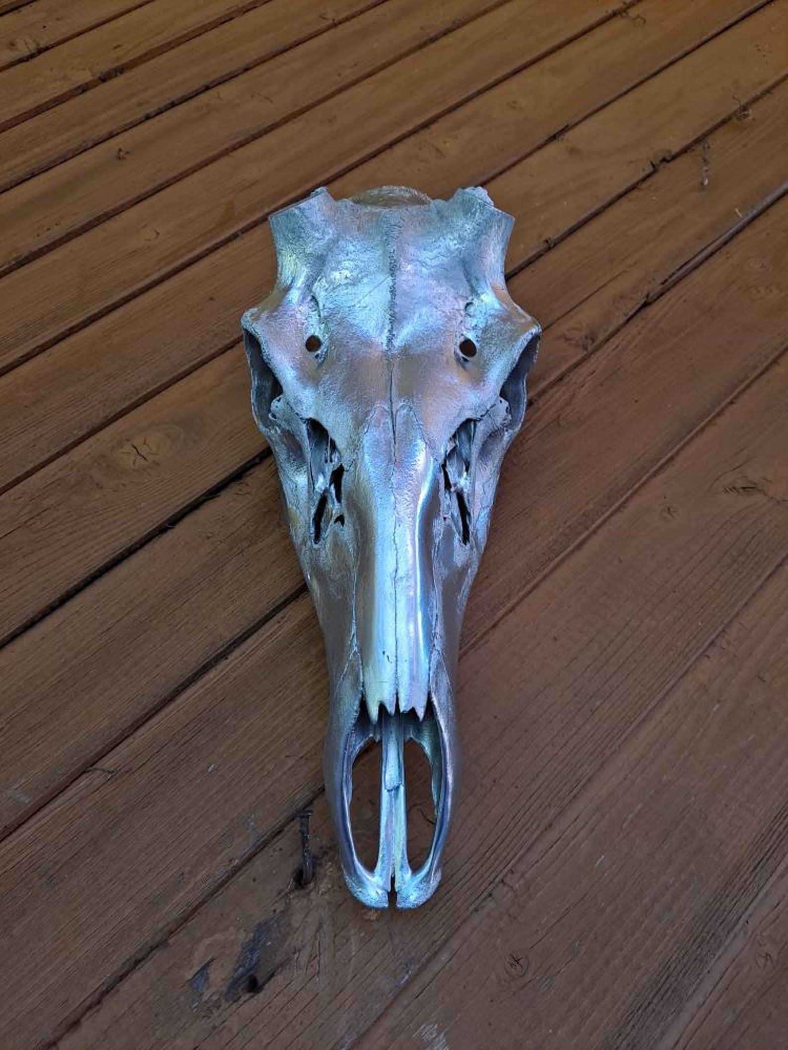 European Large Red Deer Skull cervus Elaphus Complete Head - Etsy