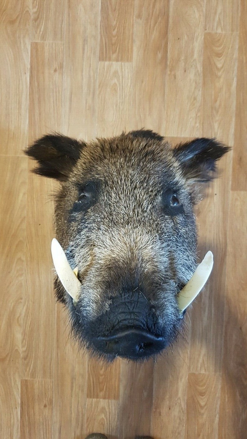 European Wild Boar Head Taxidermy Hunting Home Decor Fireplace | Etsy