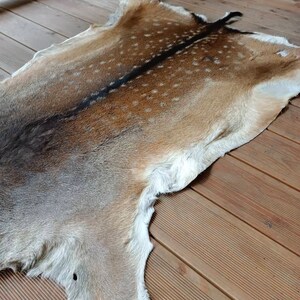 Large Fallow Deer Rug Skin Hide Fur Pelt Hunting House Home - Etsy