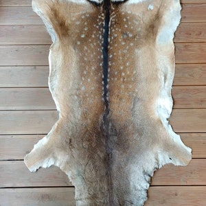 Large Fallow Deer Rug Skin Hide Fur Pelt Hunting House Home - Etsy