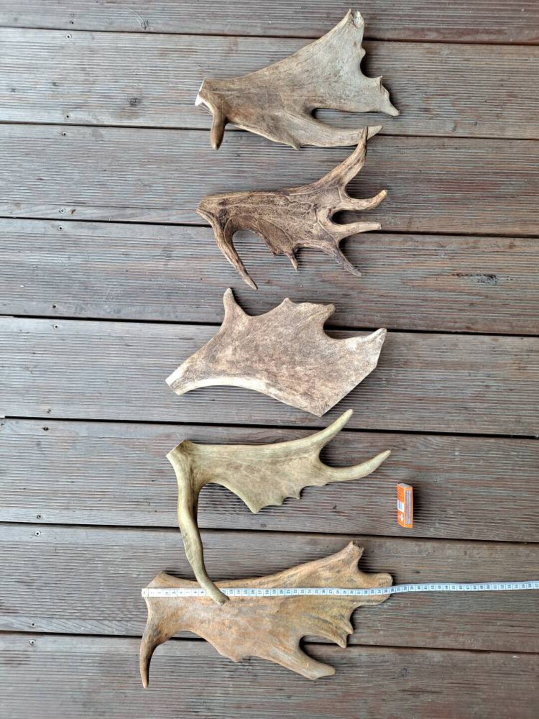 Set of 5 Fallow Deer Whole Antlers Not Cut up Antlers and Last Long ...