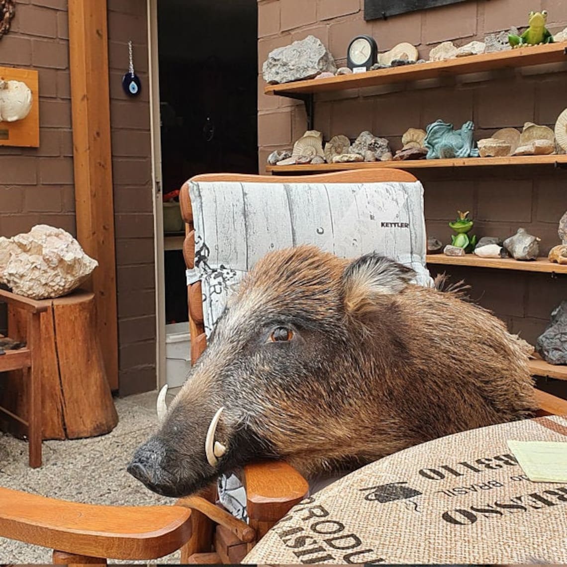 European Wild Boar Head Taxidermy Hunting Home Decor Fireplace | Etsy