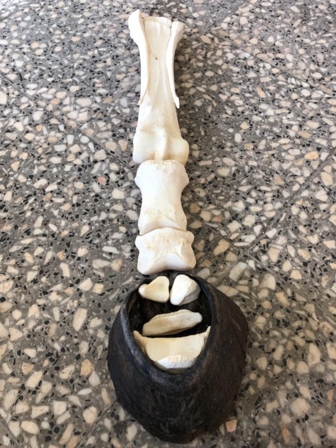 Lower Part Large Horse Leg Front Leg Taxidermy Education Science Study ...