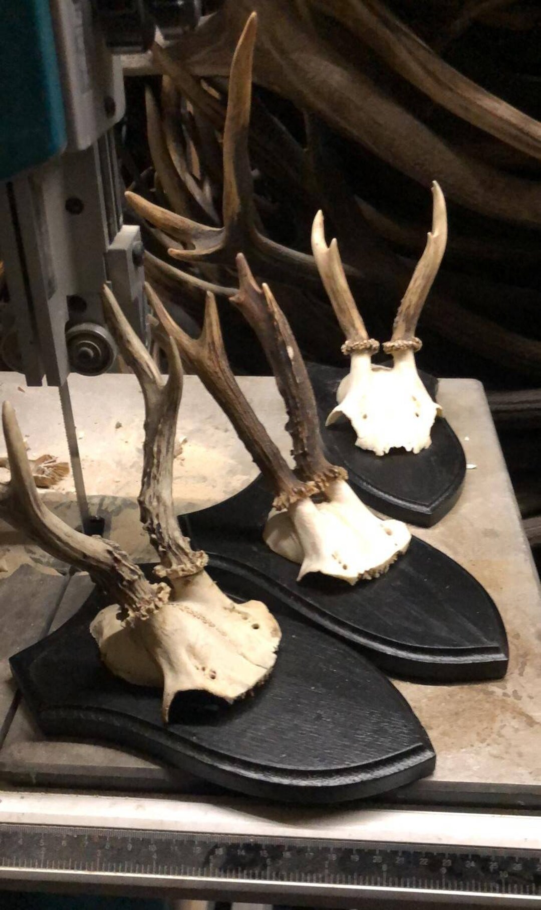 Set of 3 Roe Deer Antlers Skulls Taxidermy Home Decor Gothic Shamanic ...