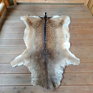 Large Fallow Deer Rug Skin Hide Fur Pelt Hunting House Home - Etsy