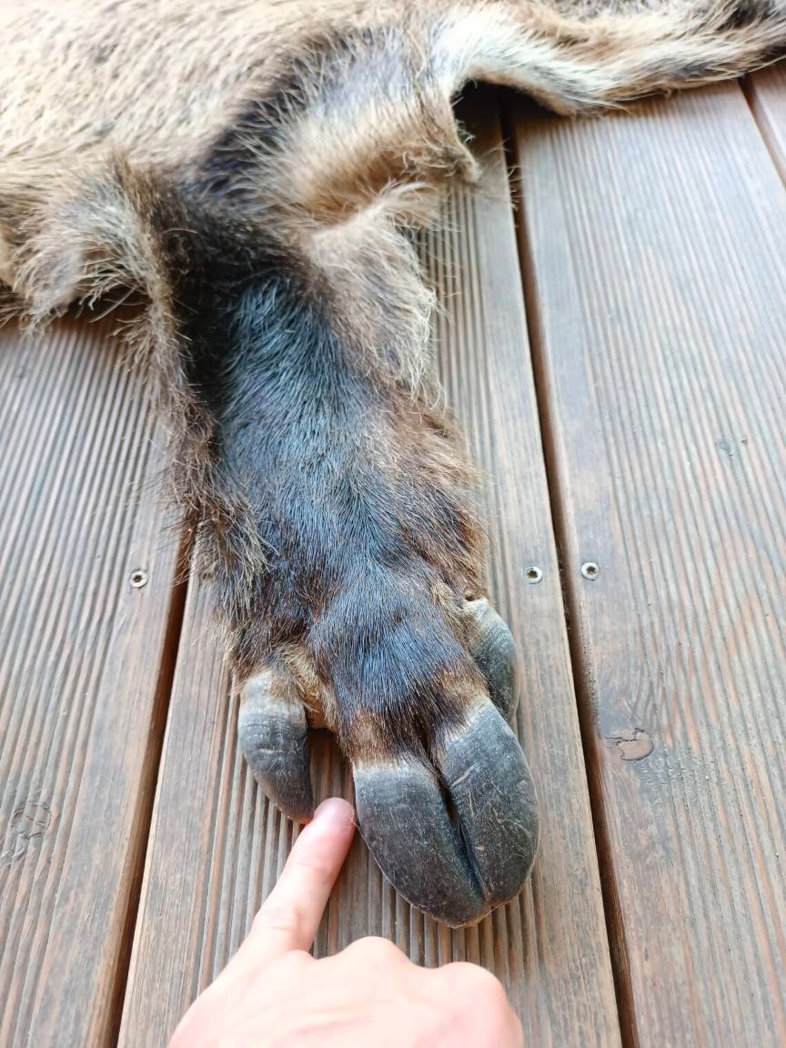 Real Giant European Wild Boar Skin Hooves Hide Pelt Area Rug - Etsy