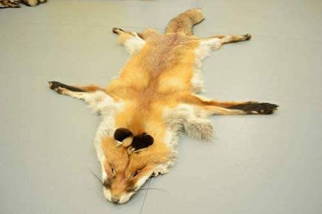 Highland Wild Red Fox Skin Hide Pelt Fur High Quality Complete Paws ...