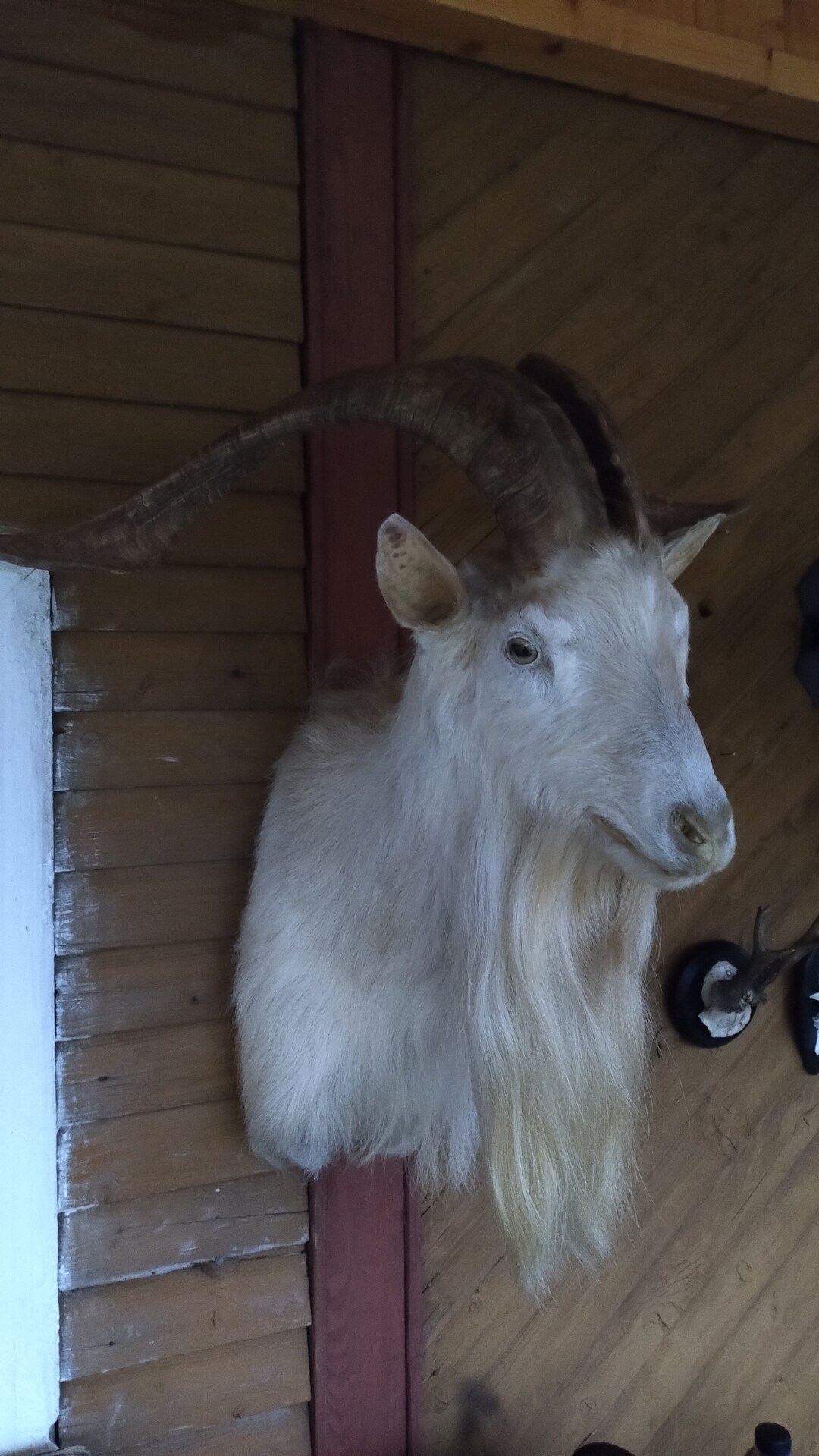 Highland European Large Goat Taxidermy Bull Skull With Long Horns ...