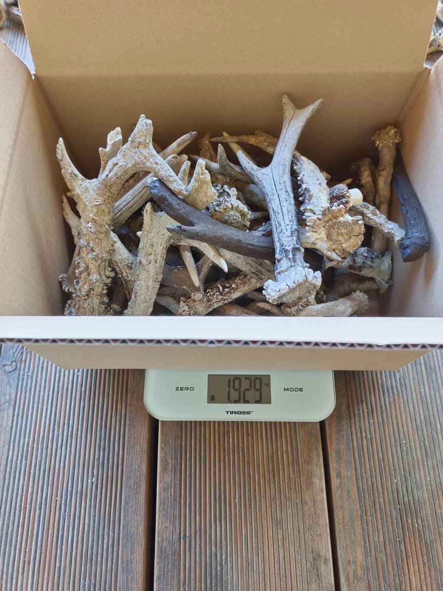 Set Bulk of 45-50 Deer Antlers 3rd Grade Antler Burrs - Etsy