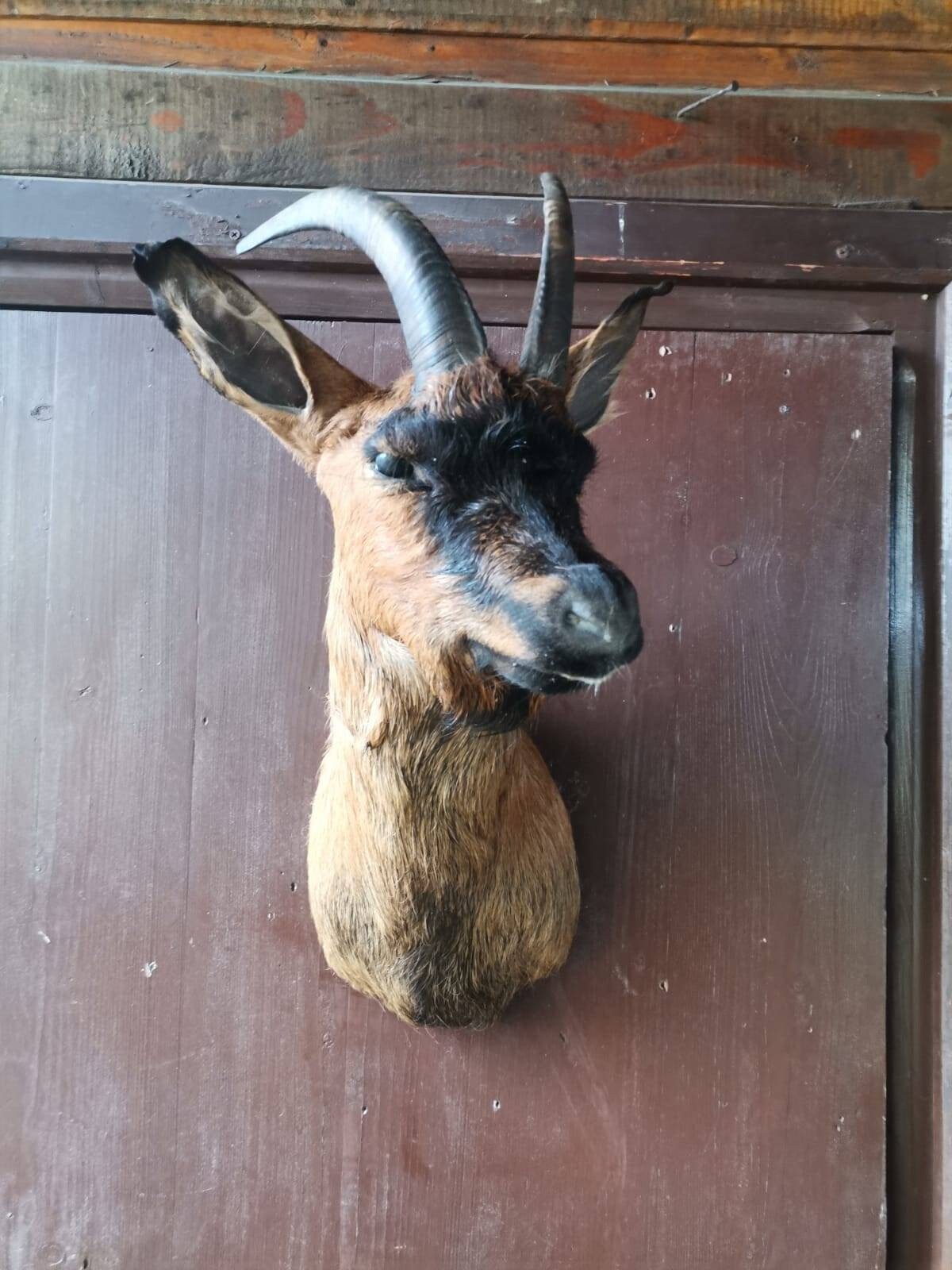 Spanish Goat Taxidermy