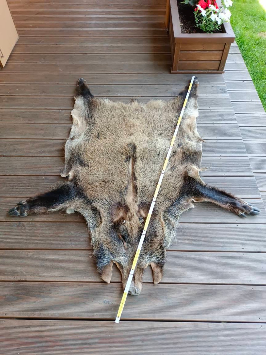 Real Giant European Wild Boar Skin Hooves Hide Pelt Area Rug Hide ...