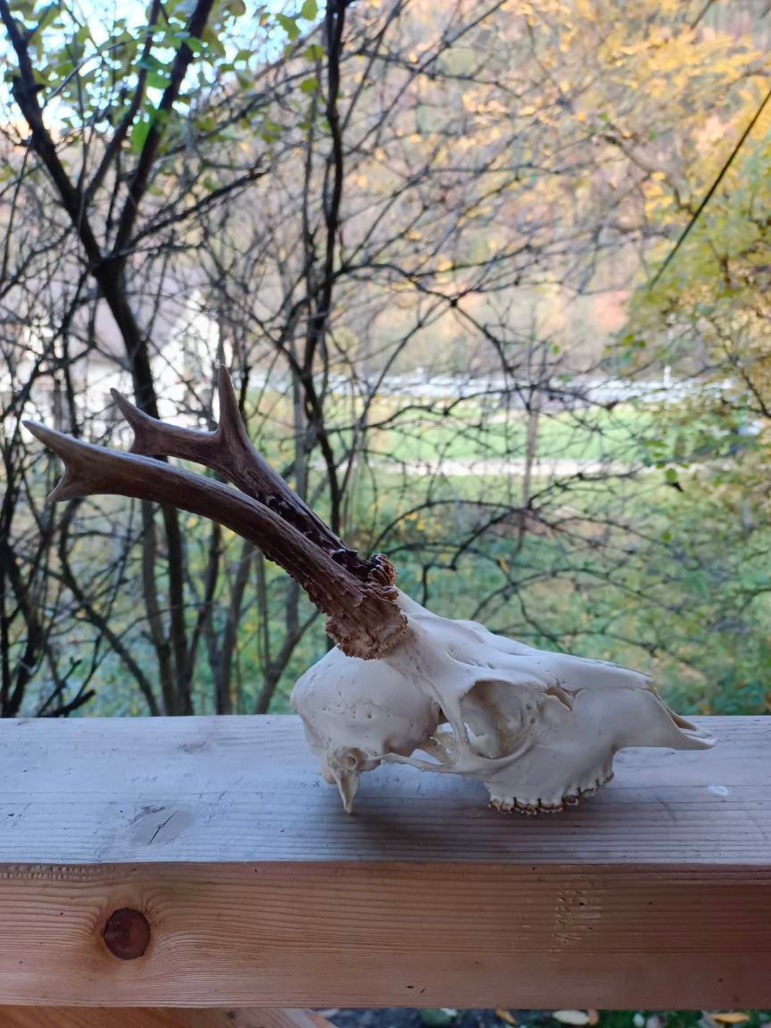 1 Roe Deer Skull Antlers Complete Entire Unsawn Skull Teeth Gothic ...