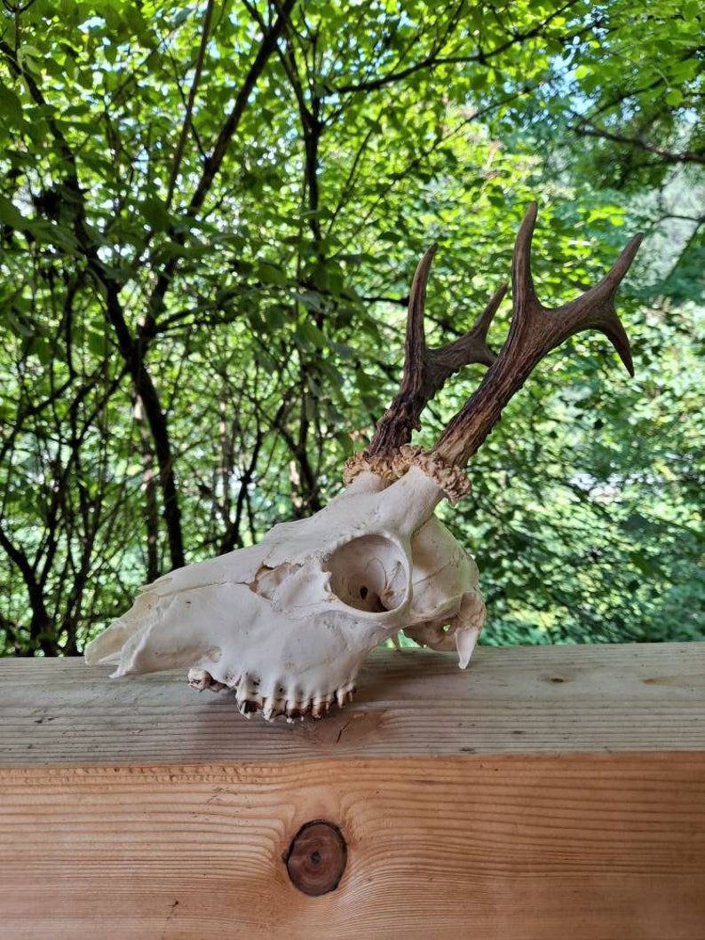 1 Roe Deer Skull Antlers Complete Entire Unsawn Skull Teeth - Etsy