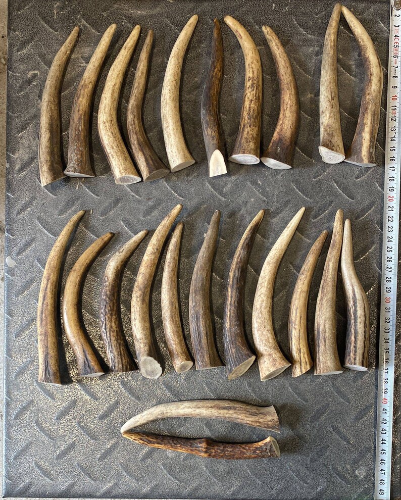 4 Kilo. Set of 50 Pieces of Red Deer Antlers Natural - Etsy