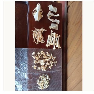 Continental European Wild Badger Complete Skeleton Taxidermy - Etsy