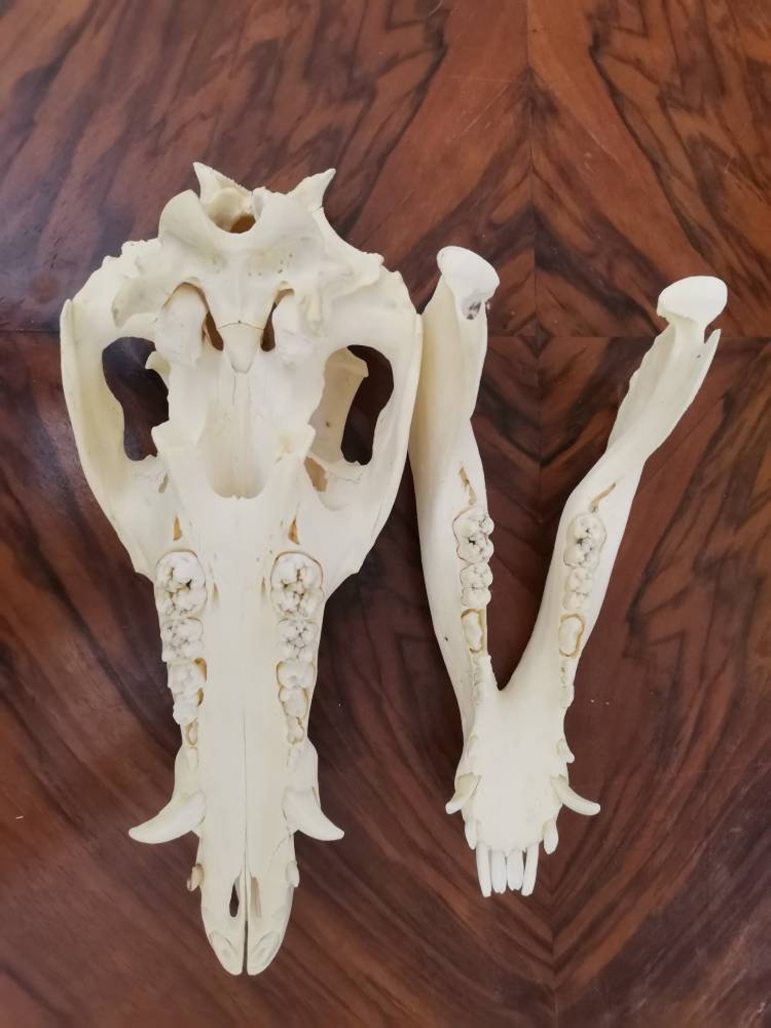 European Wild Boar Skull sus Scrofa Complete Head Home Decor - Etsy