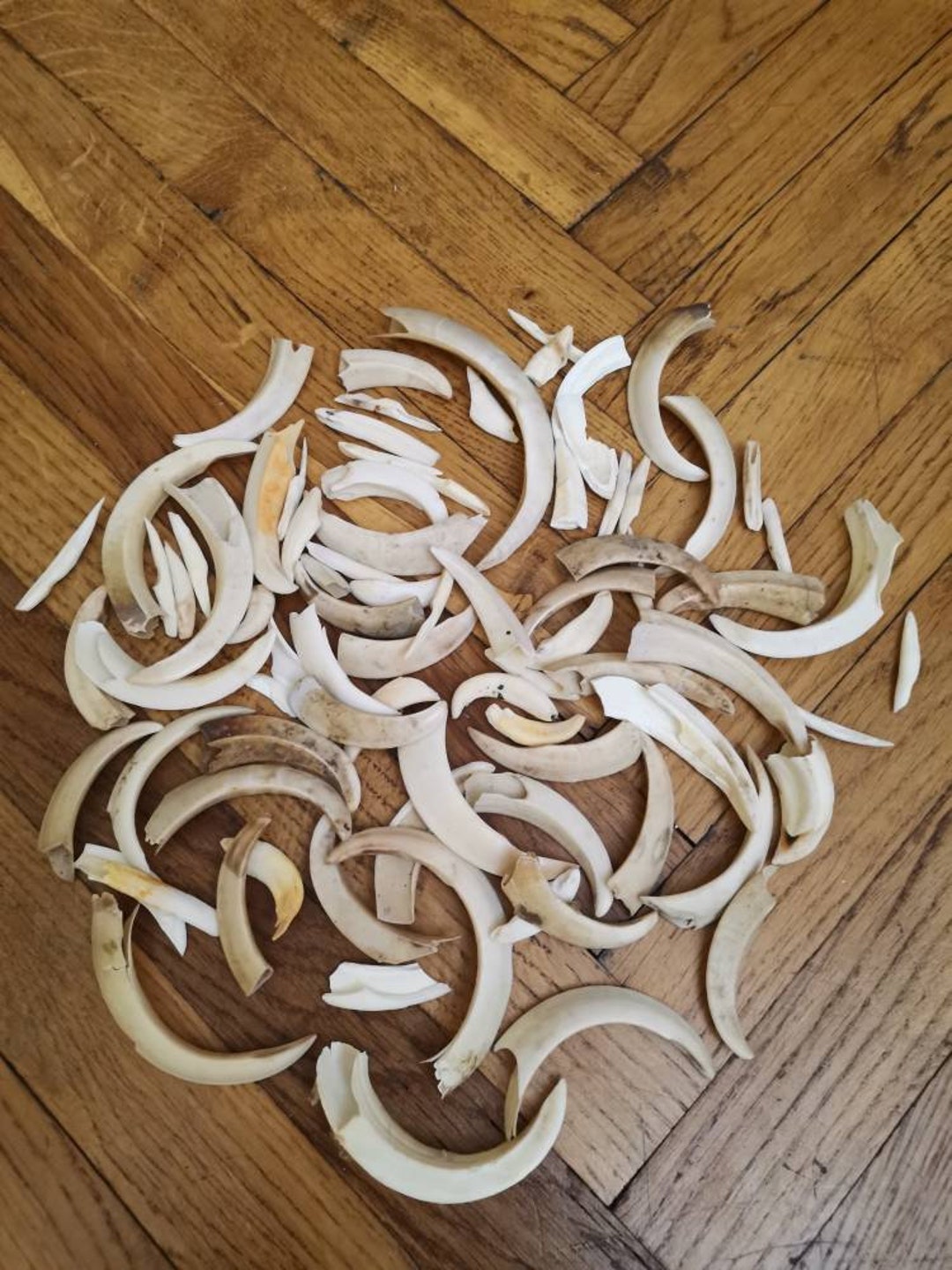 Wild Boar Teeth Set of 77 Sale as Seen in the Photography - Etsy