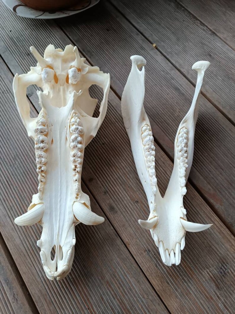 European Wild Boar Skull sus Scrofa Home Decor Shamanic - Etsy