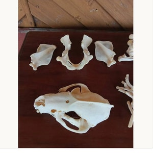 Continental European Wild Badger Complete Skeleton Taxidermy - Etsy