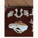 Continental European Wild Badger Complete Skeleton Taxidermy - Etsy