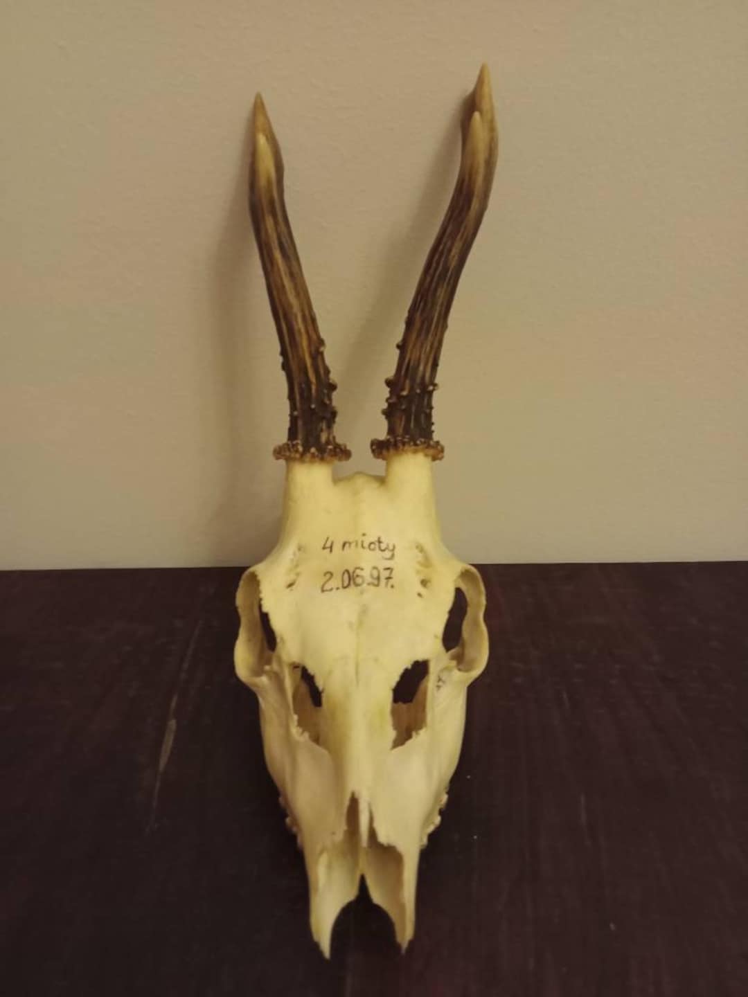 1 Roe Deer Skull Antlers Complete Skull Teeth Gothic Taxidermy Shamanic ...