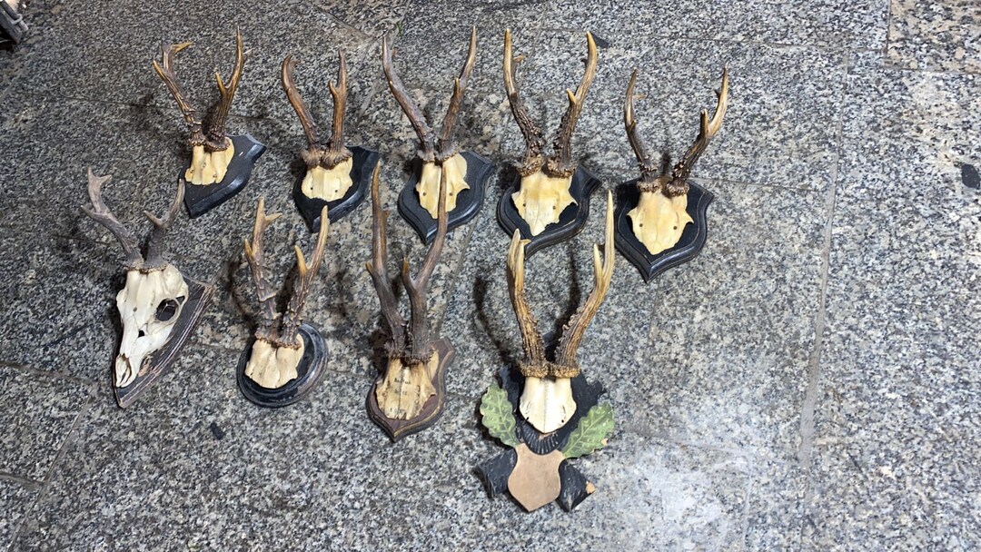 Set of 3 Roe Deer Antlers Skulls Taxidermy Home Decor Gothic Shamanic ...
