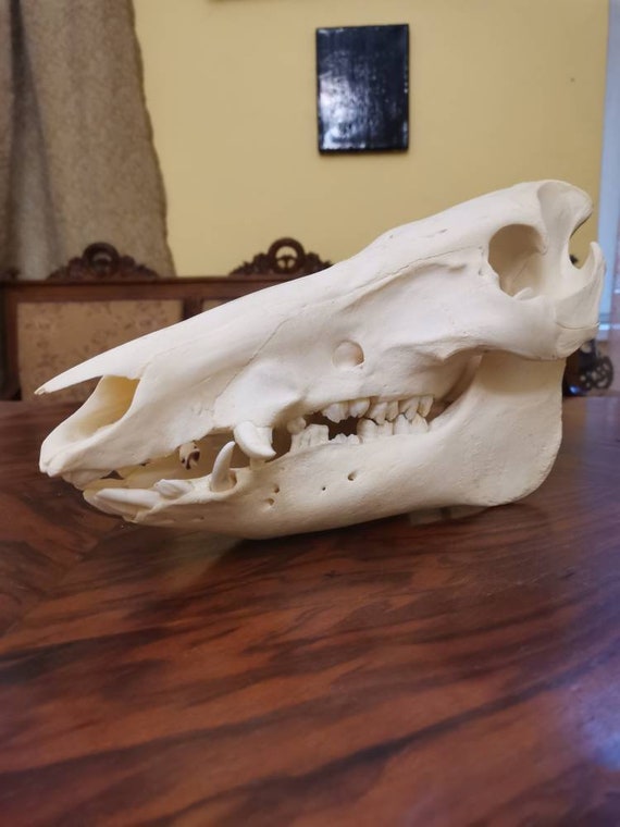 Wild Boar Skull Drawing