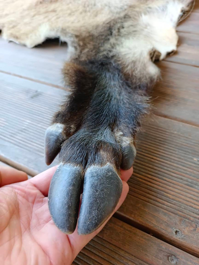 Real Giant European Wild Boar Skin Hooves Hide Pelt Area Rug - Etsy