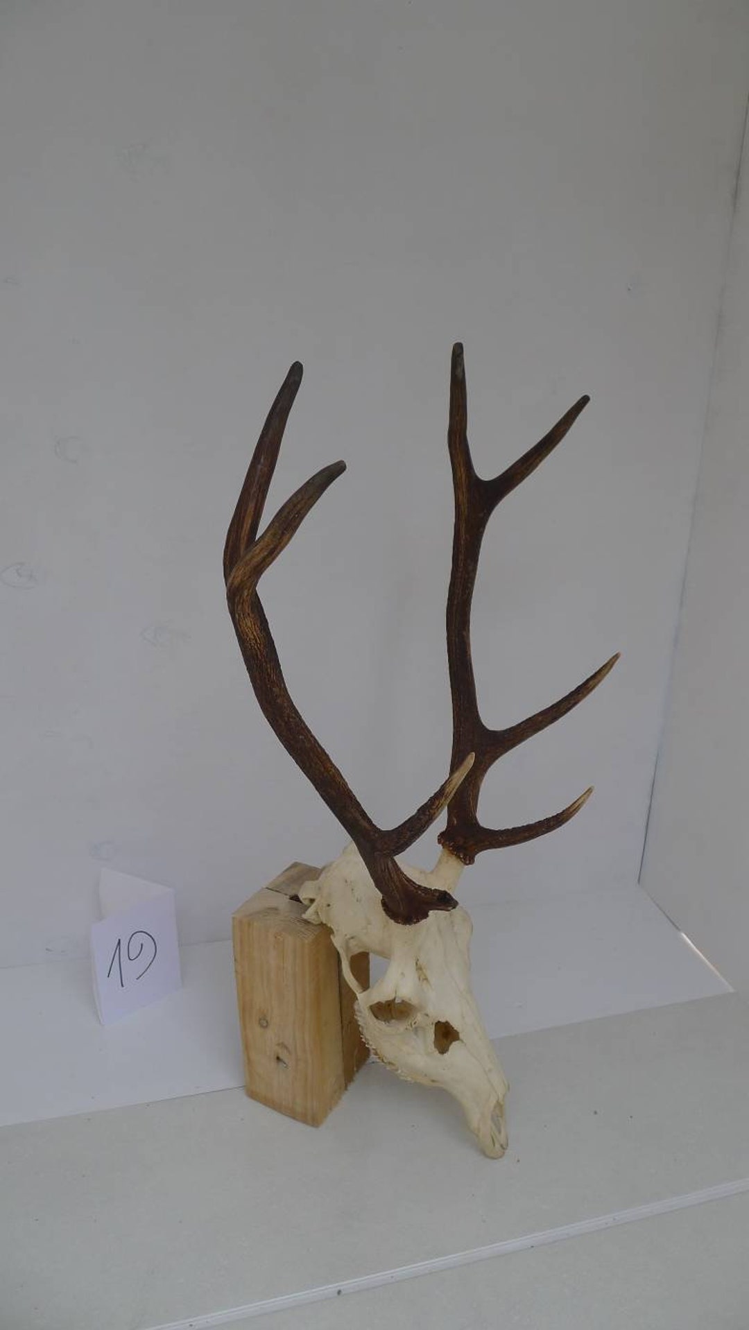 Rotwild-Geweih Vollständiger Hirschschädel Ram Bulle Hörner - Etsy.de