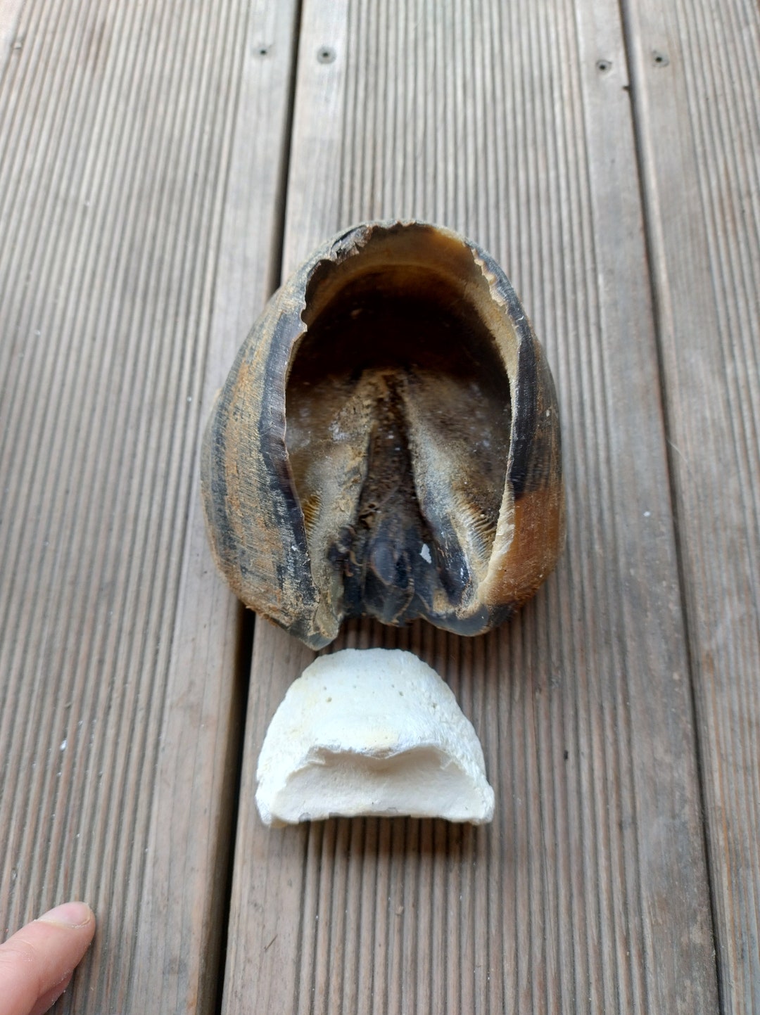 Horses Hoof Capsule and Coffin Bone Shoe Horse Hoove Taxidermy - Etsy