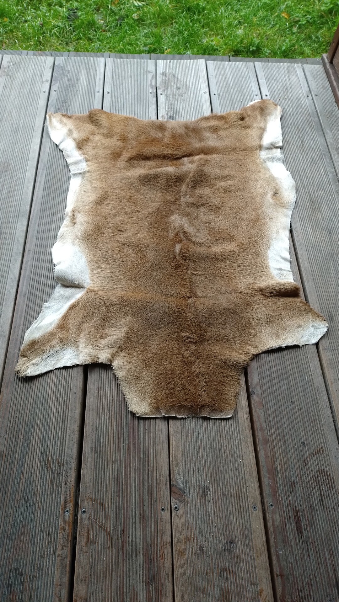 African Real Impala Skin Hide Fur Pelt Area Rug. Taxidermy - Etsy