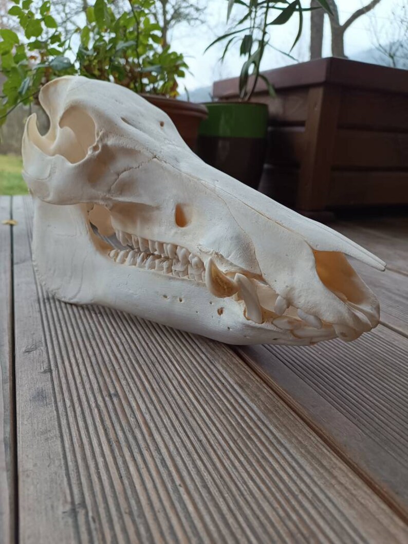 European Wild Boar Skull sus Scrofa Home Decor Shamanic - Etsy