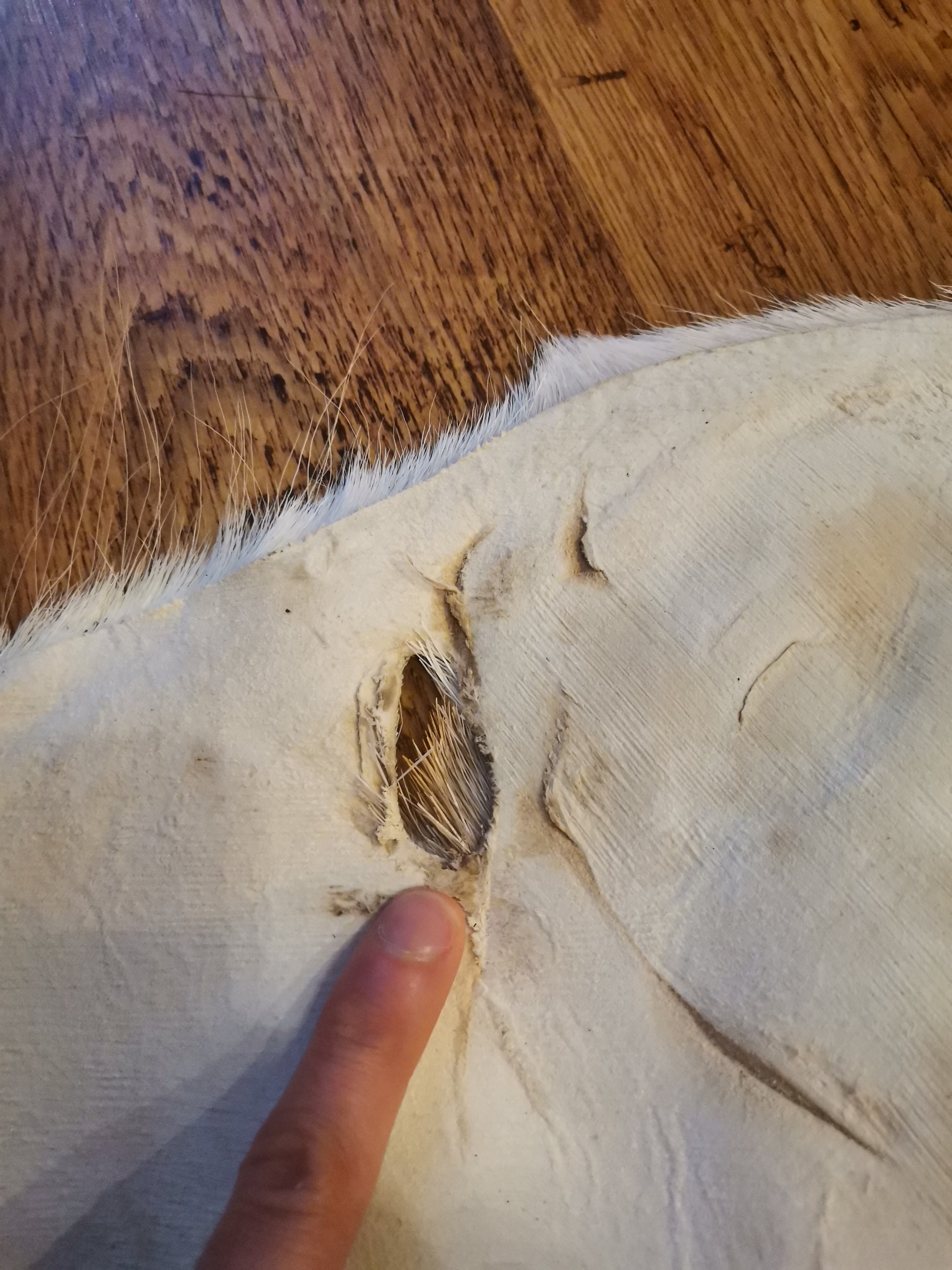 Fallow Deer Skin Hide Area Rug Fur dama Dama Living Room - Etsy Canada