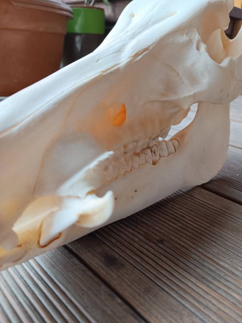 European Wild Boar Skull sus Scrofa Home Decor Shamanic - Etsy