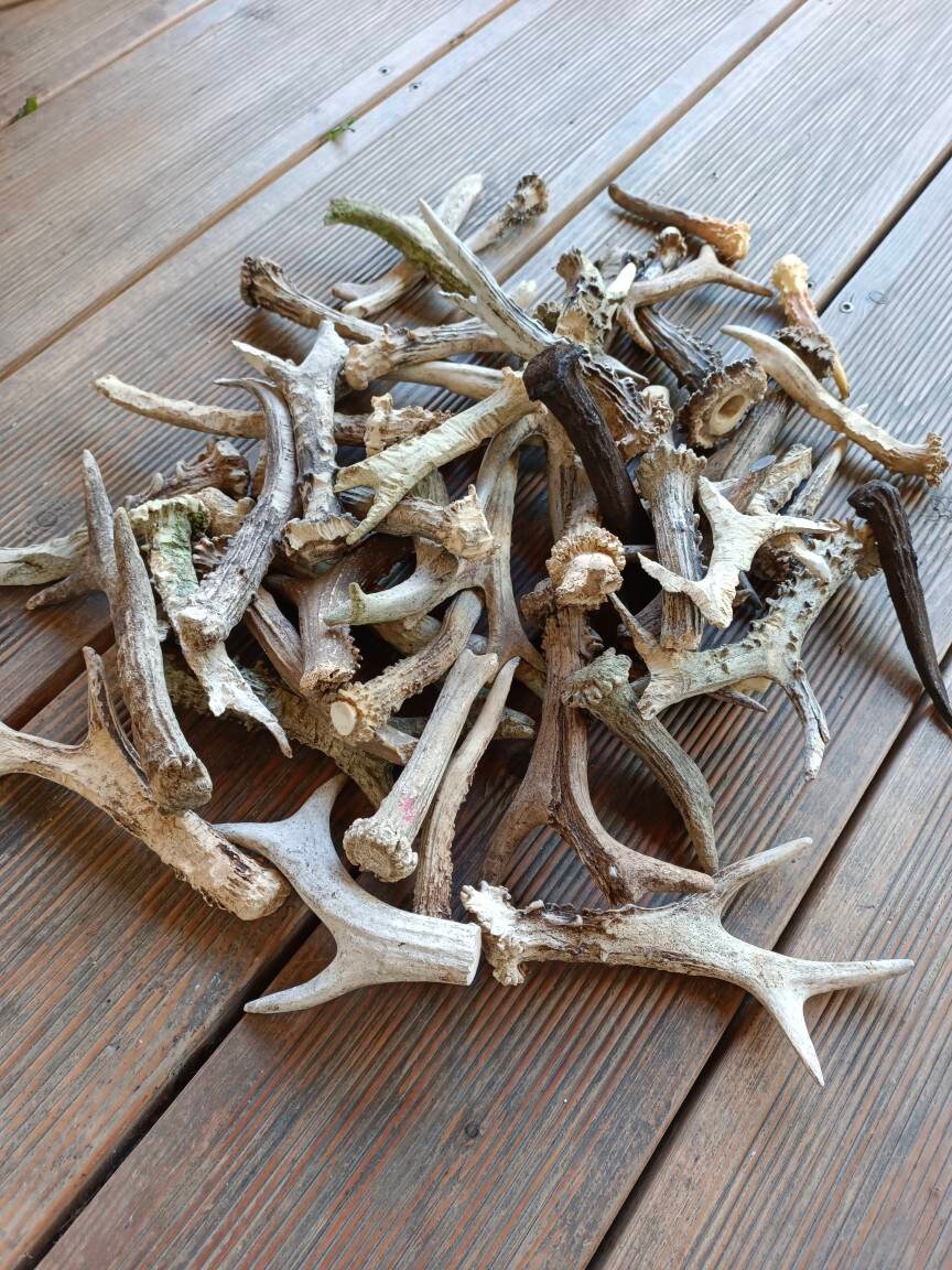 Set Bulk of 45-50 Deer Antlers 3rd Grade Antler Burrs - Etsy