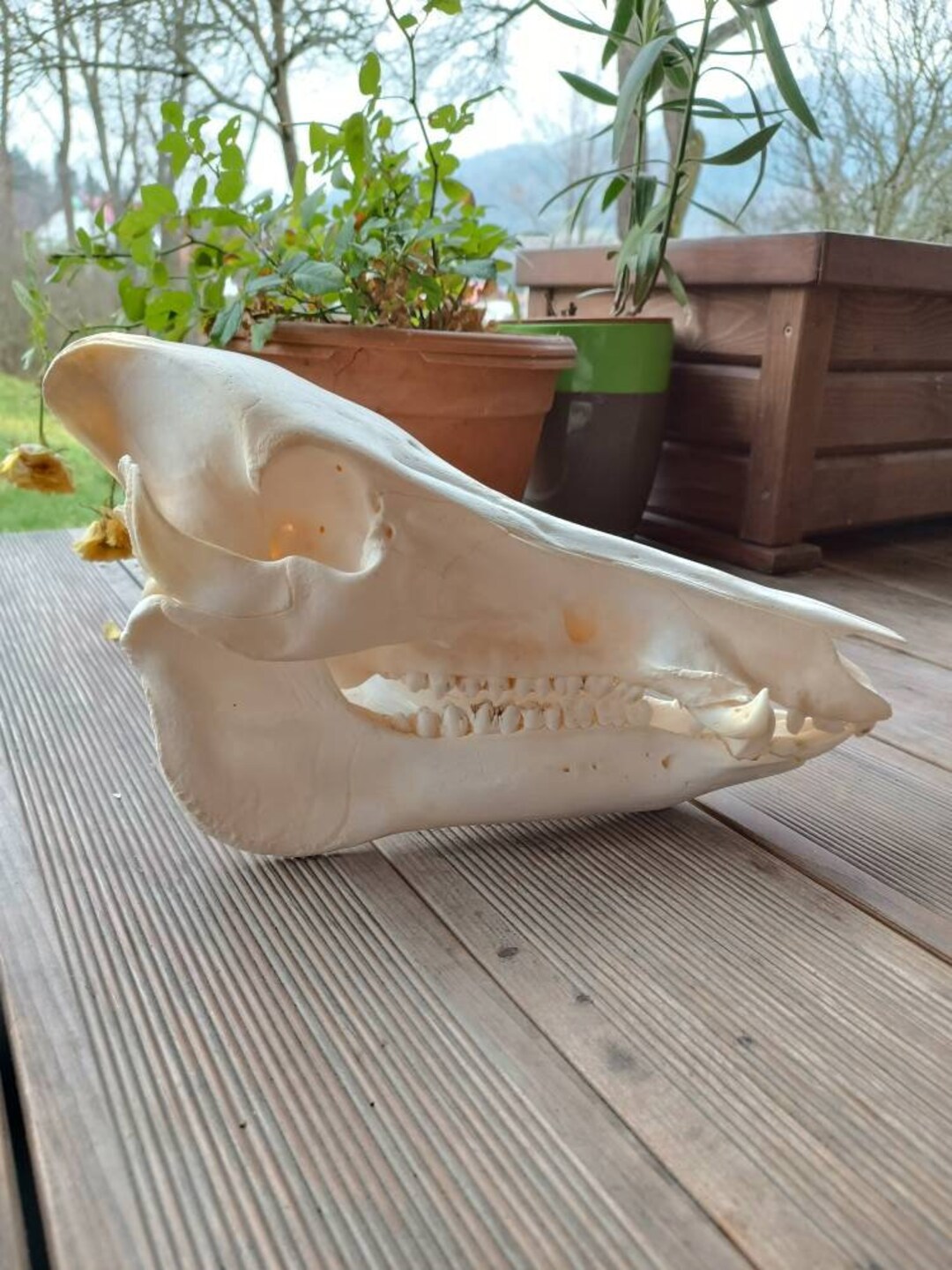 European Wild Boar Skull sus Scrofa Home Decor Shamanic Healing Gothic ...
