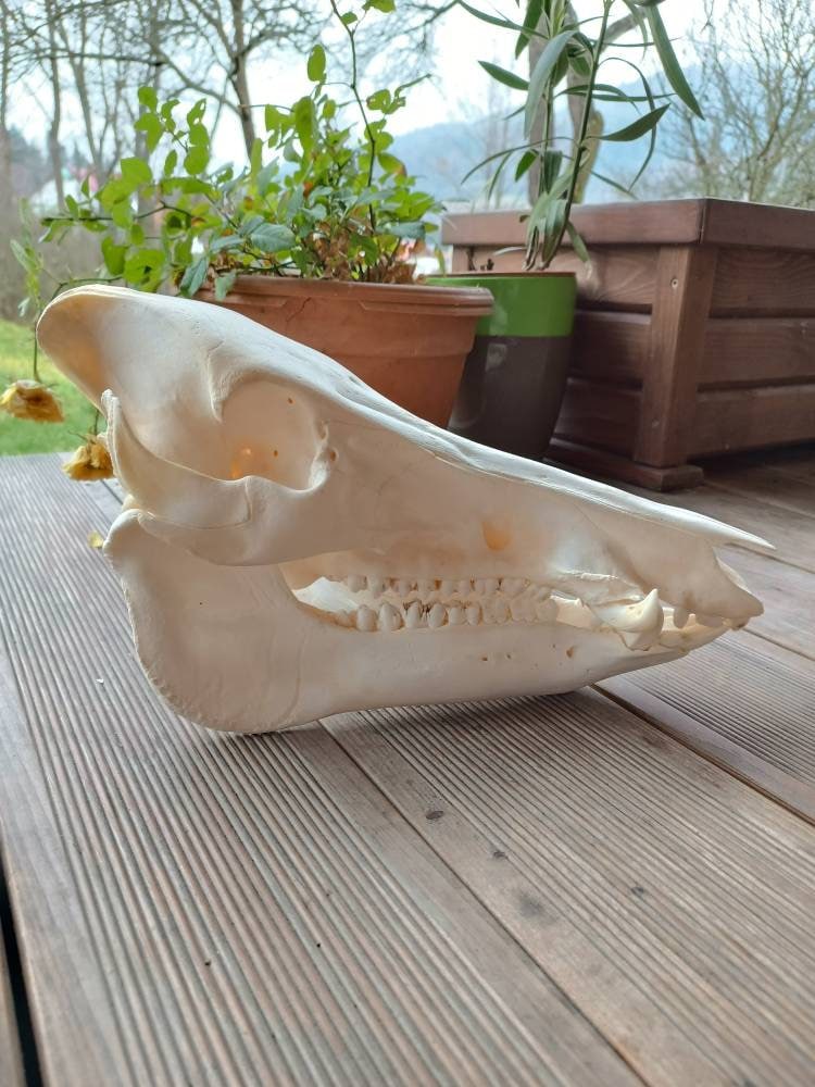 Wild Boar Skull Mount