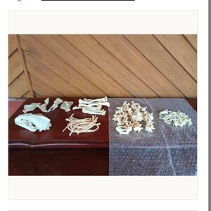 Continental European Wild Badger Complete Skeleton Taxidermy - Etsy