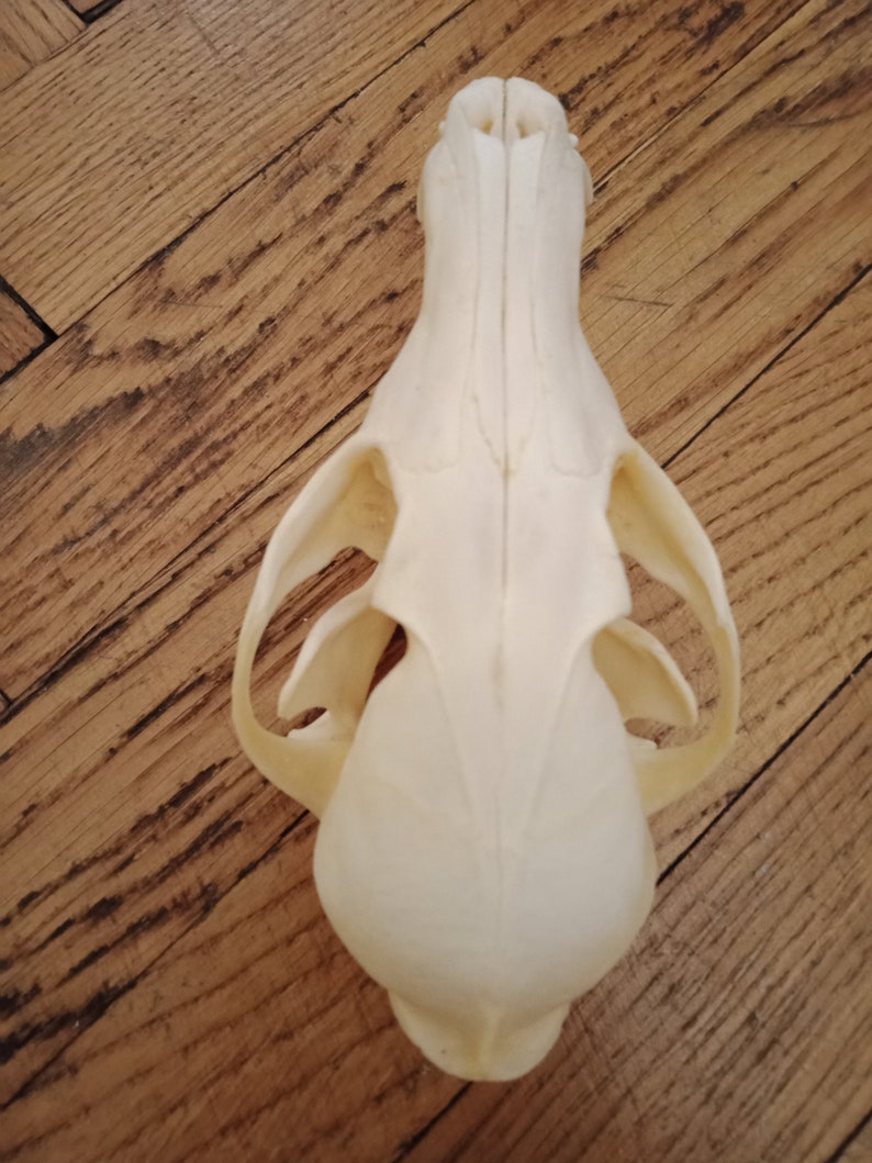 European Wild Red Fox Skull Head Home Decor Display Shamanic - Etsy