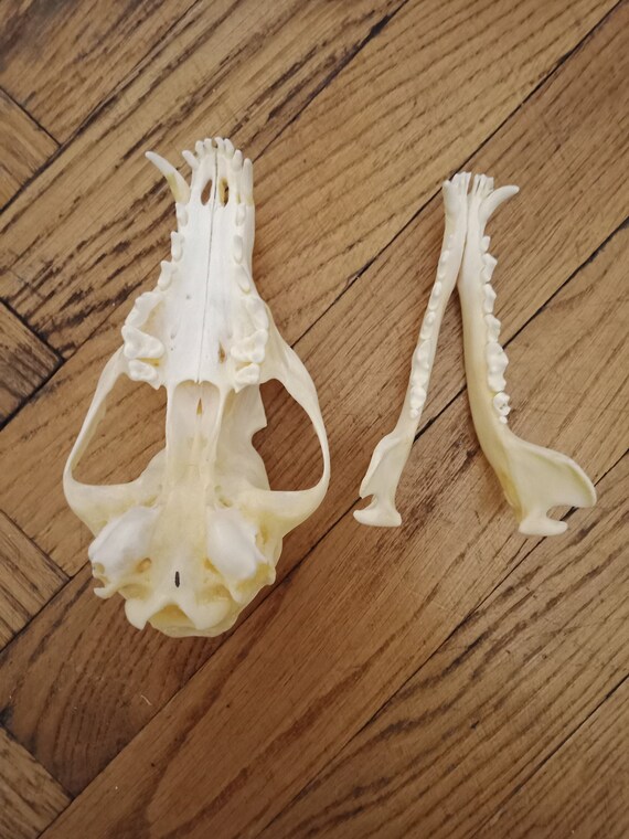 Fox Skeleton Head