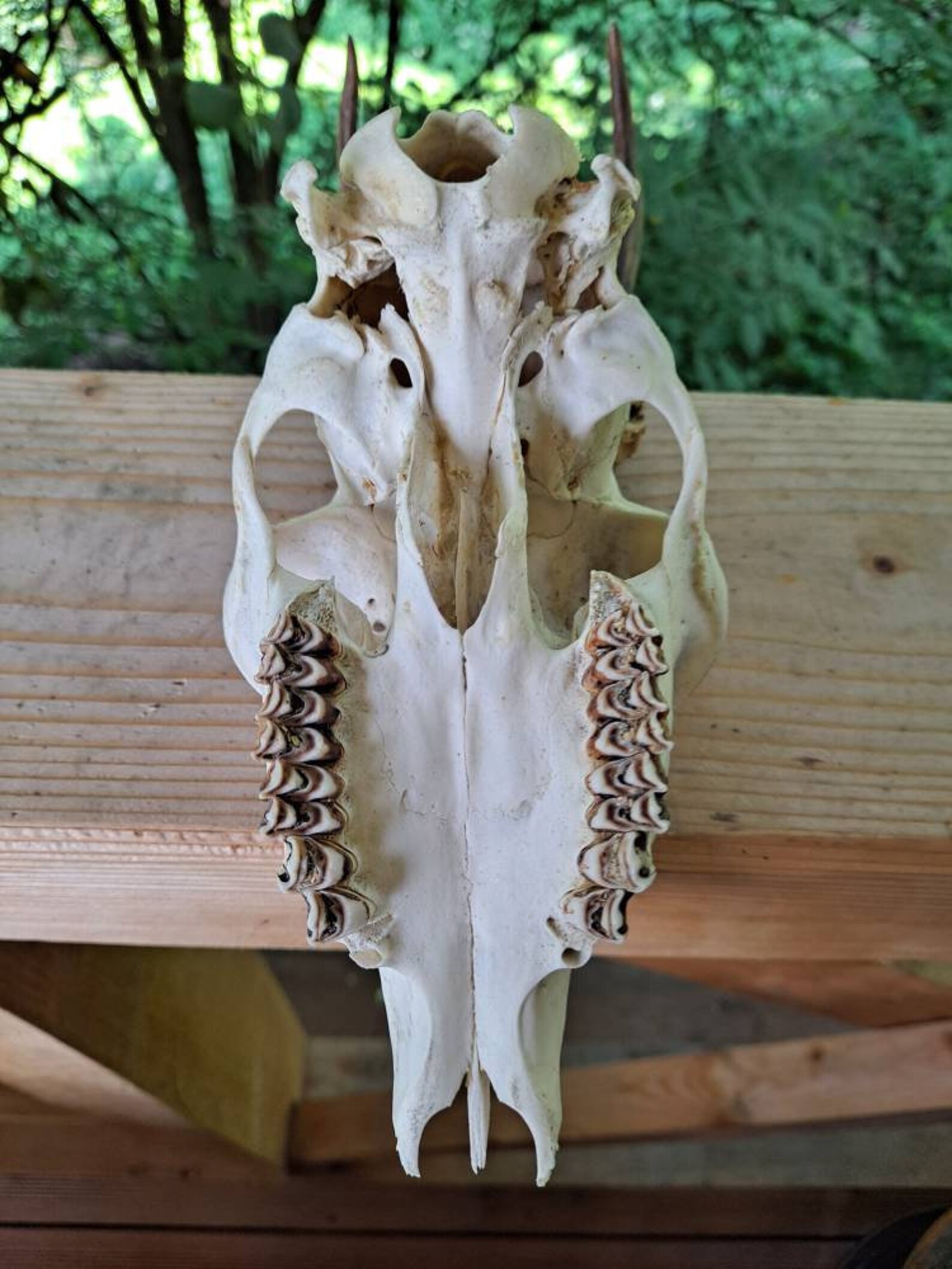 1 Roe Deer Skull Antlers Complete Entire Unsawn Skull Teeth - Etsy