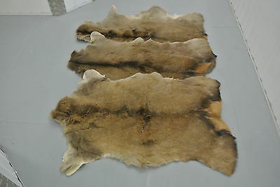Set of 3 Red Deer Skin Hide Cervus Elaphus Stag Fur Pelt Rug | Etsy