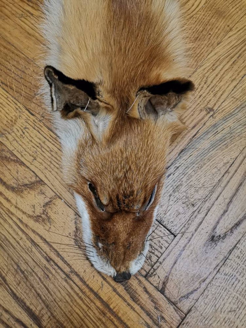 Set 2 Wild Highland Red Fox Skin Hide Pelt Fur Complete - Etsy