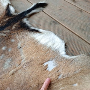 Large Fallow Deer Rug Skin Hide Fur Pelt Hunting House Home - Etsy