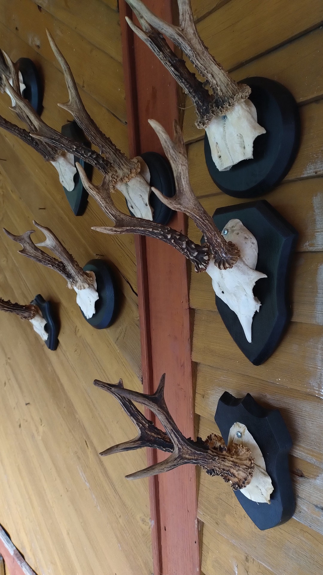 One Roe Buck Deer Antlers Skulls Taxidermy Home Decor Gothic - Etsy