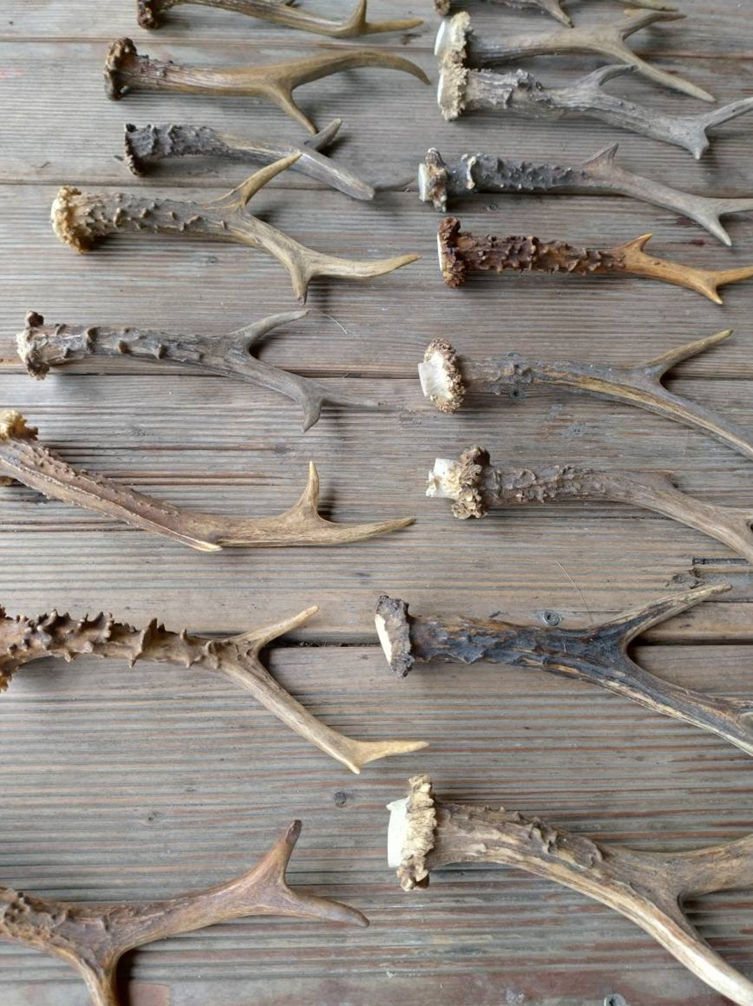 Set Bulk of 20 Deer Whole Antlers Not Cut up Antlers and Last Long With ...